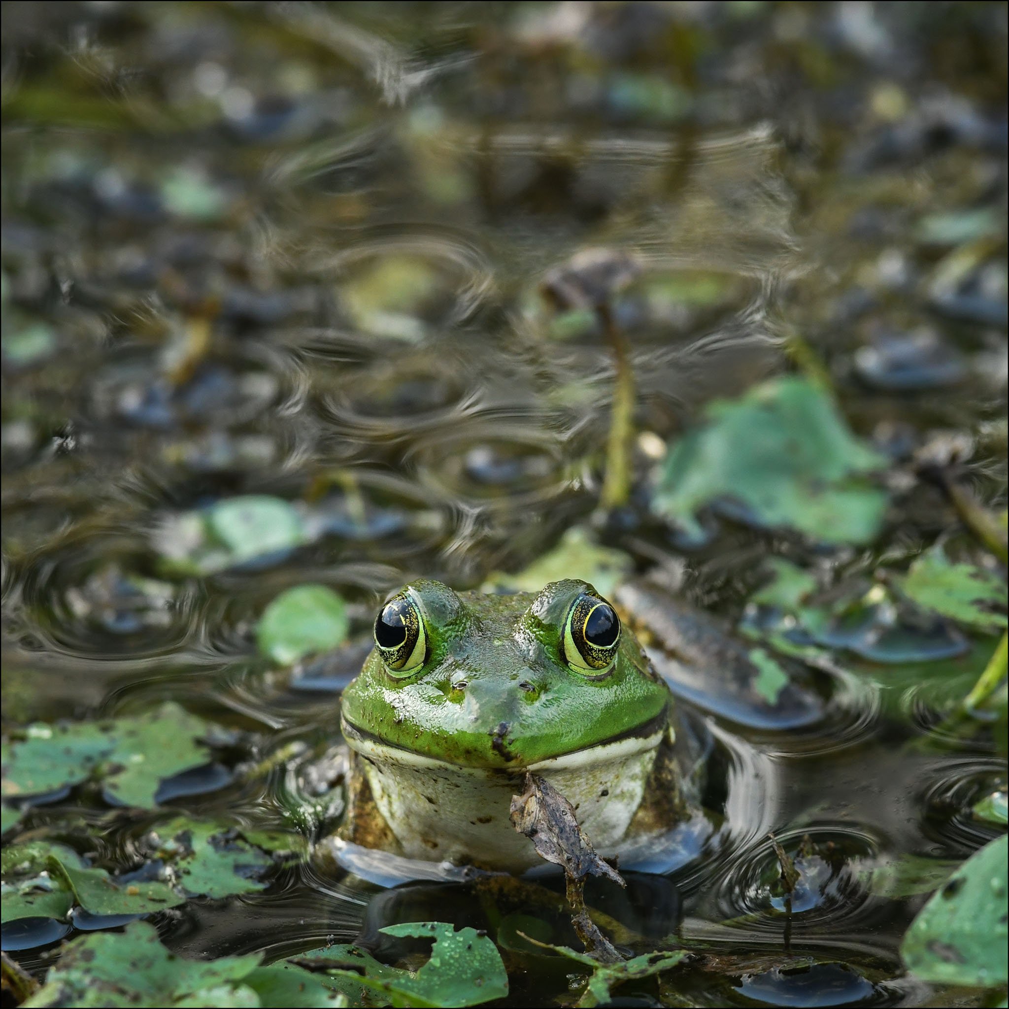 Nature Photography: Escaping Reality or Discovering True Reality ...