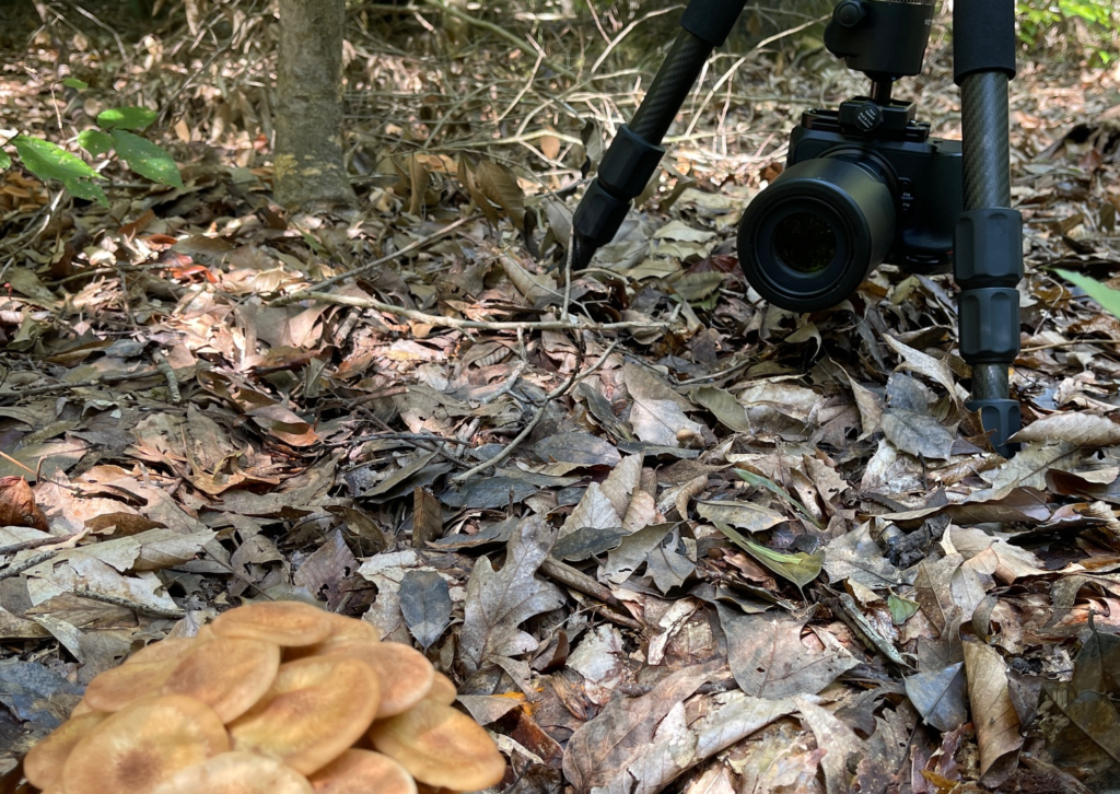 Low-Angle Nature Photography - A Simple Trick - Michael Garth
